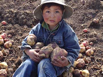 Potato - CGIAR Research Program on Roots, Tubers and Bananas