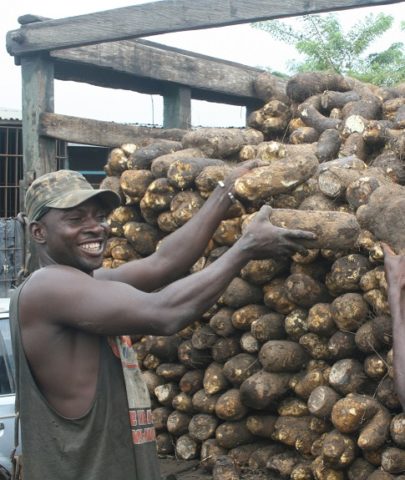 Yams: Raising the profile of the “King of Crops” - CGIAR Research ...