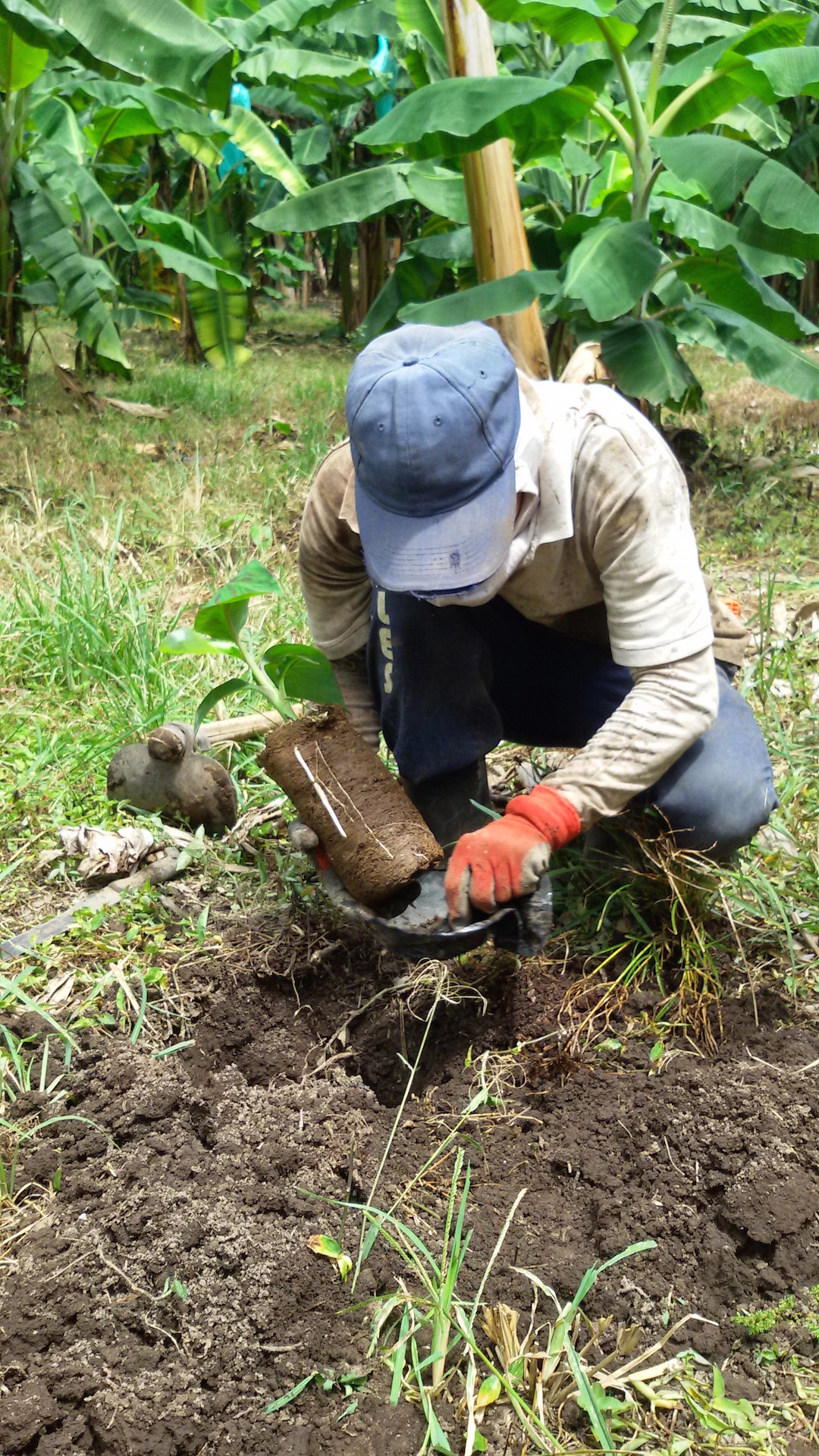 Clean planting material to combat Moko disease of plantains in Latin ...