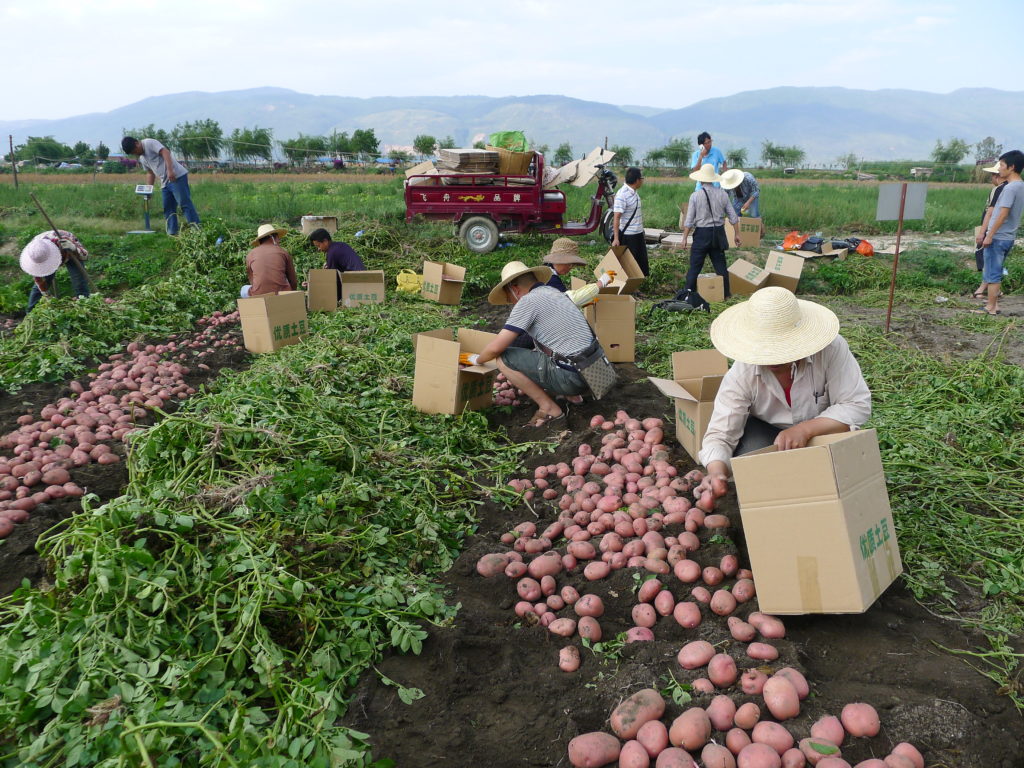 The Chinese government is promoting potato production to improve food ...