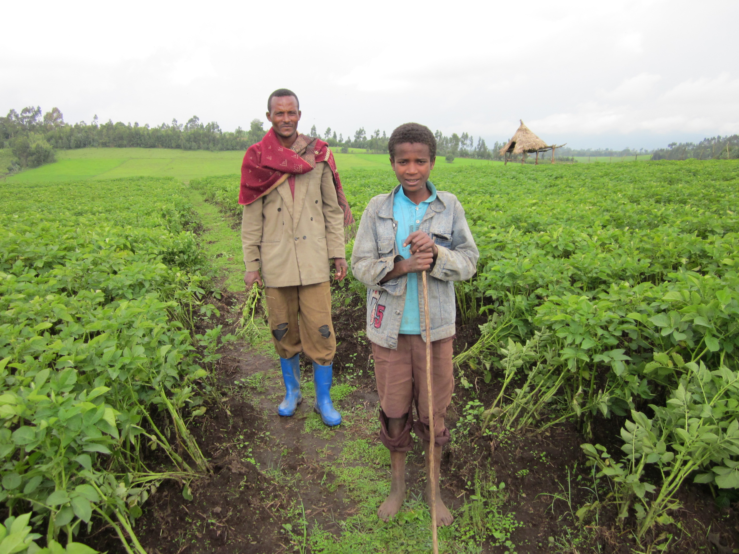 Breeding biofortified potatoes to relieve micronutrient malnutrition
