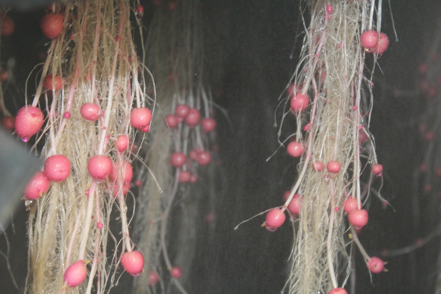 Potato minituber boom in Sub-Saharan Africa: tenfold increase in ten years