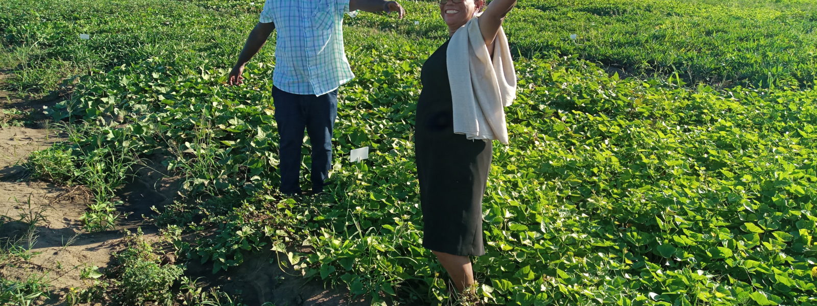 Innovating for change: Interview with Maria Andrade a sweetpotato champion