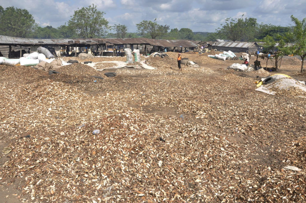 Boosting The Bottom Line Through Tech For High Quality Cassava Peel Production