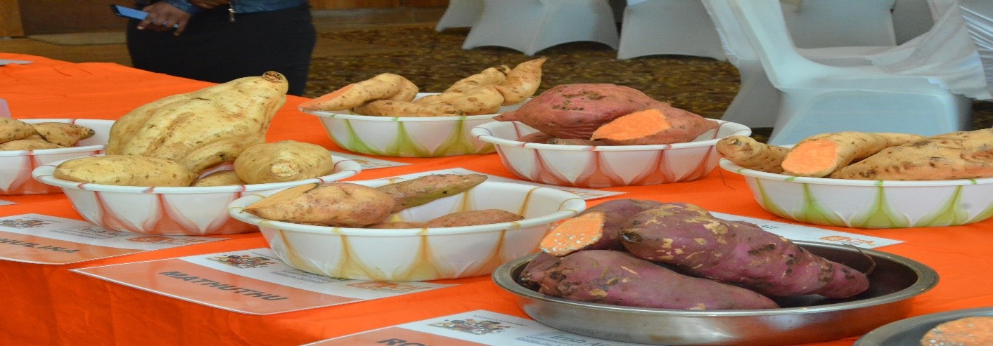 OFSP-roots - CGIAR Research Program on Roots, Tubers and Bananas