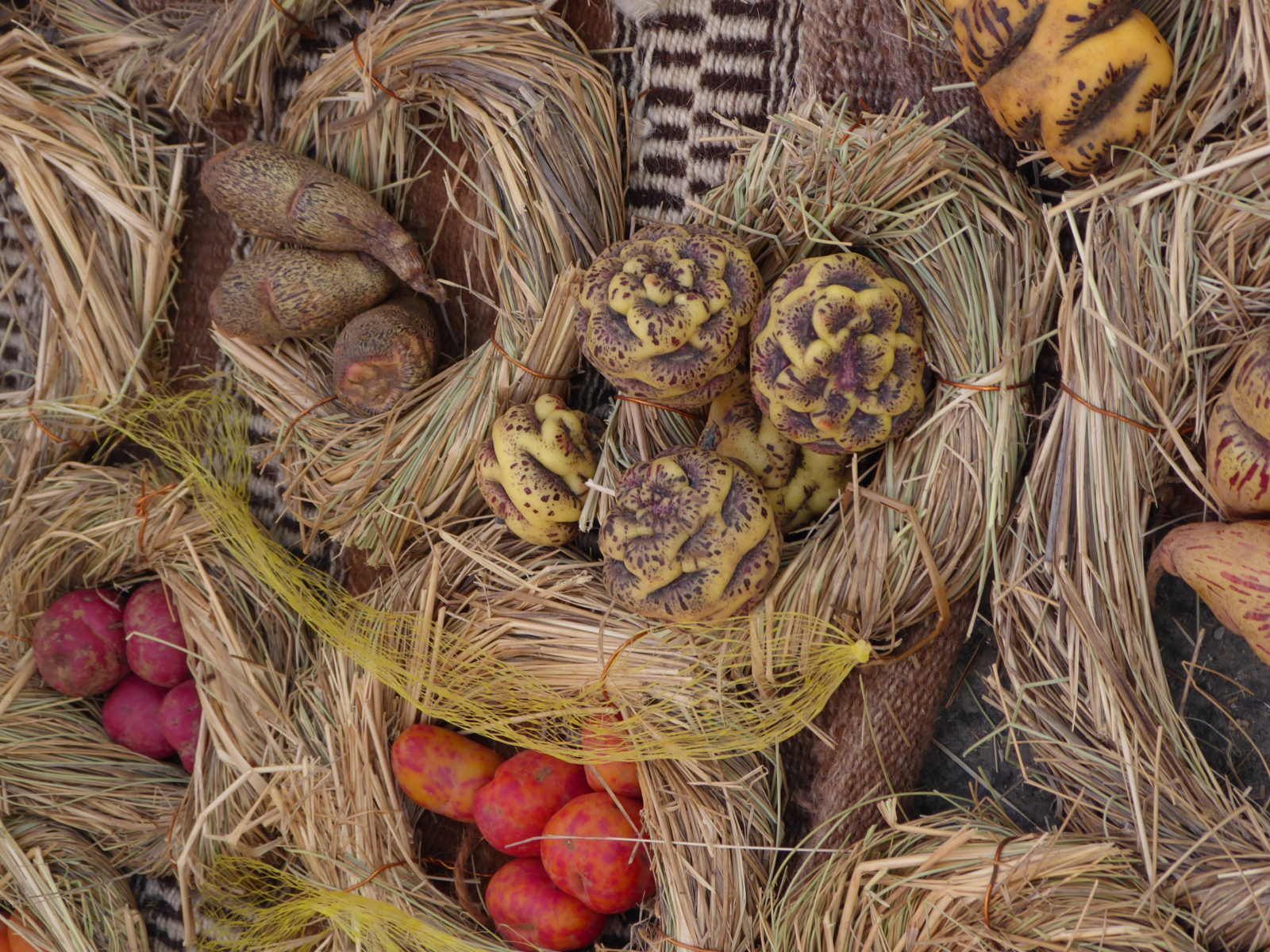 Home - CGIAR Research Program on Roots, Tubers and Bananas