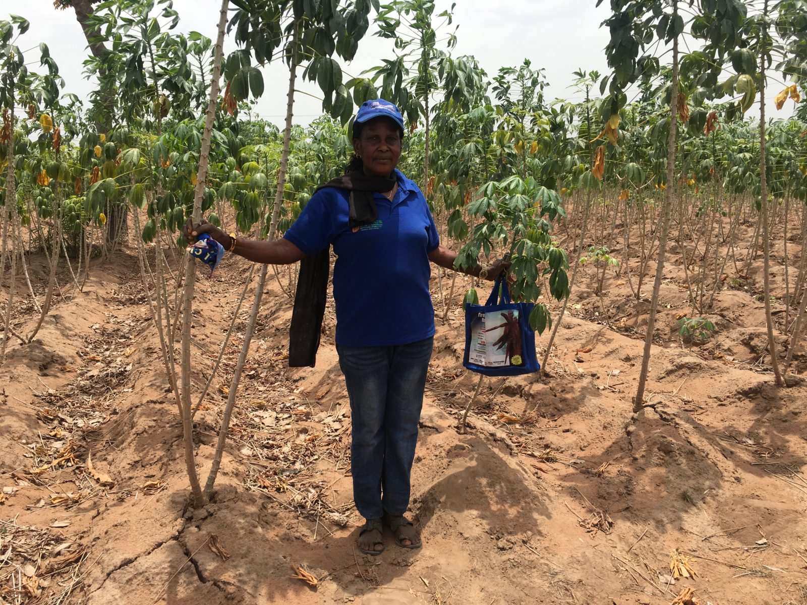 Fostering a sustainable cassava seed system for Nigeria