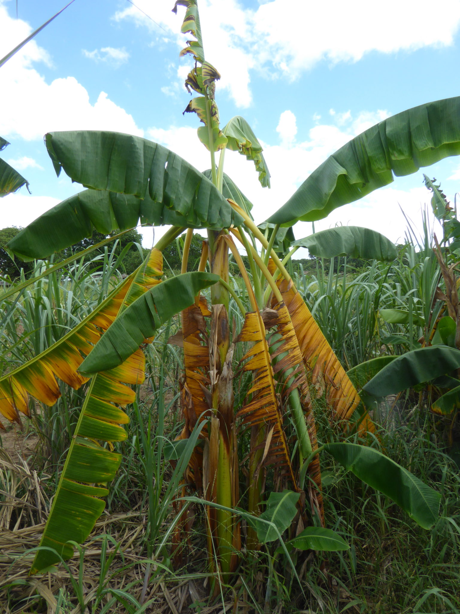TR-4 management strategies - CGIAR Research Program on Roots, Tubers ...
