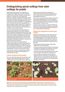 Distinguishing apical cuttings from stem cuttings for potato. - CGIAR ...
