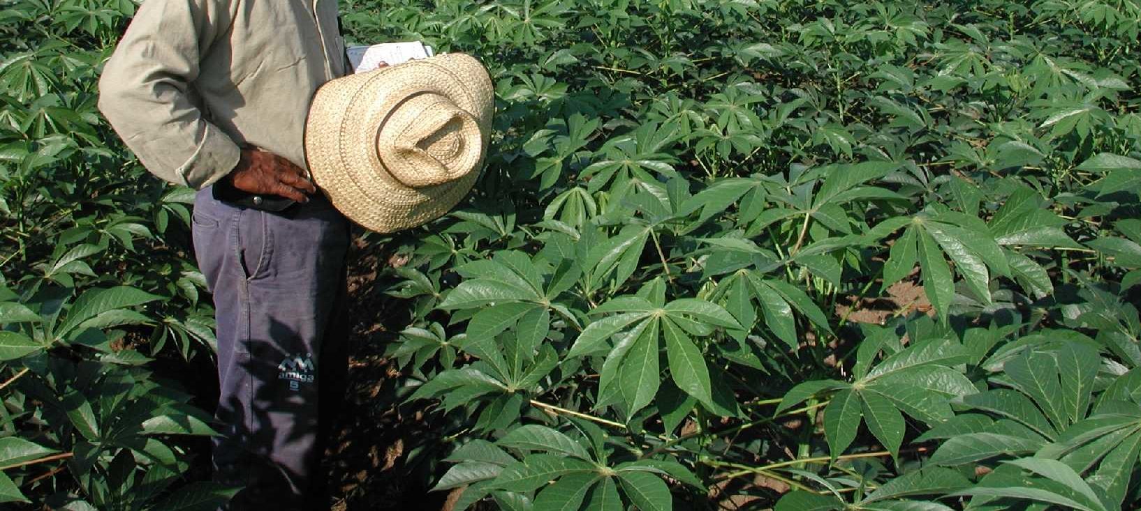 Fifty years of cassava breeding